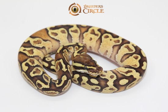 Fire Blitz Yellowbelly Ball Python by Breeder's Circle