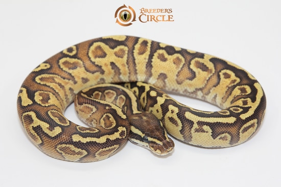 Fire Blitz Yellowbelly Poss Orange Dream Ball Python by Breeder's Circle