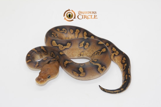 Mahogany Wookie Red Stripe Clown Ball Python by Breeder's Circle