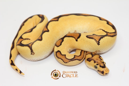 Orange Dream Enchi Fire Clown Poss Super Orange Dream Ball Python by ...