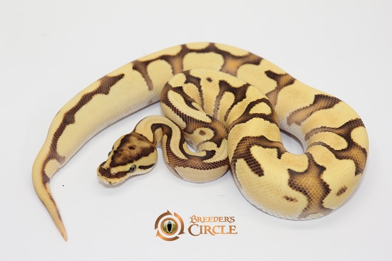 Orange Dream Enchi Fire Or Vanilla 100% Het Clown Ball Python by Breeder's Circle