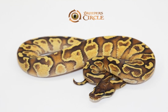 Orange Dream Fire Blitz Yellowbelly Ball Python by Breeder's Circle