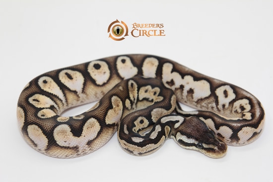 Pastel Calico Ball Python by Breeder's Circle