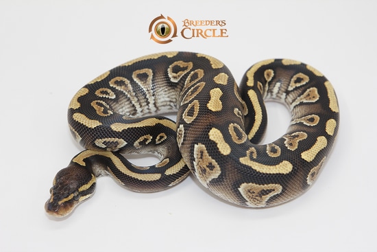 Phantom Yellowbelly Ball Python by Breeder's Circle