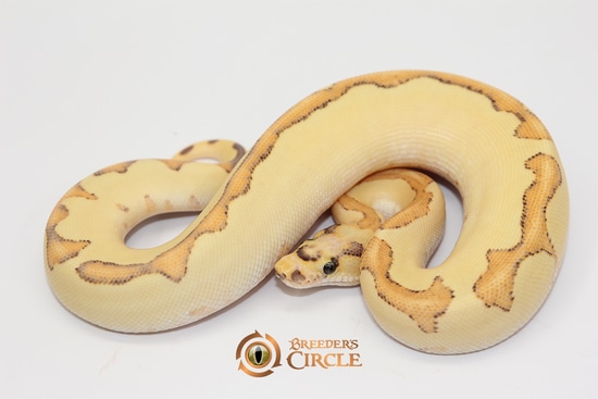 Super Orange Dream Enchi Vanilla Cream Clown Ball Python by Breeder's ...