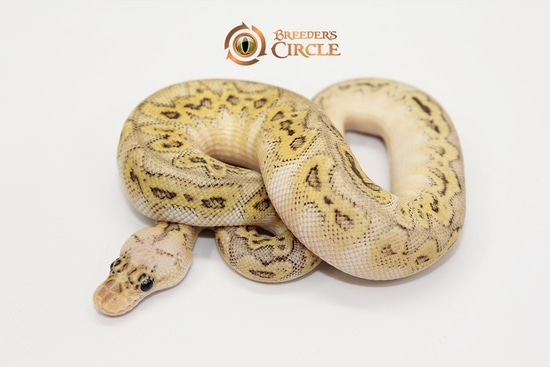 Super Pastel Bongo Clown Ball Python by Breeder's Circle