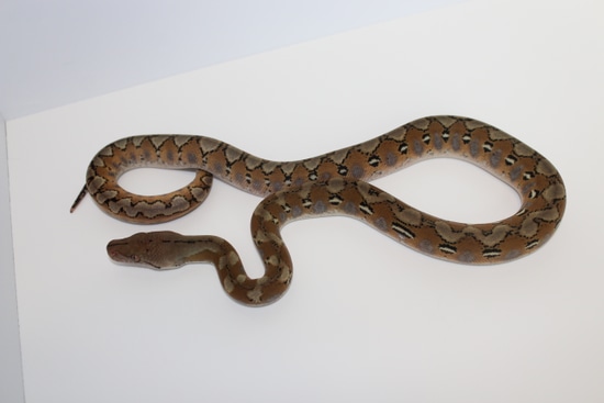 Platinum 25% Super Dwarf Reticulated Python by The Reptile Encounter