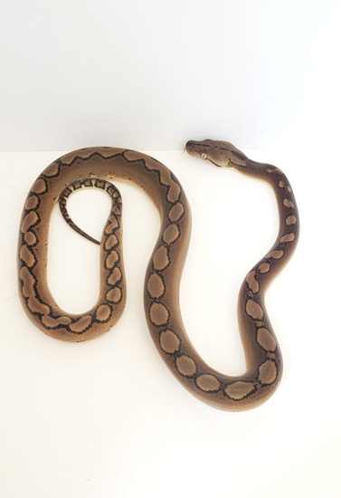 Motley 25% Super Dwarf Reticulated Python by The Reptile Encounter
