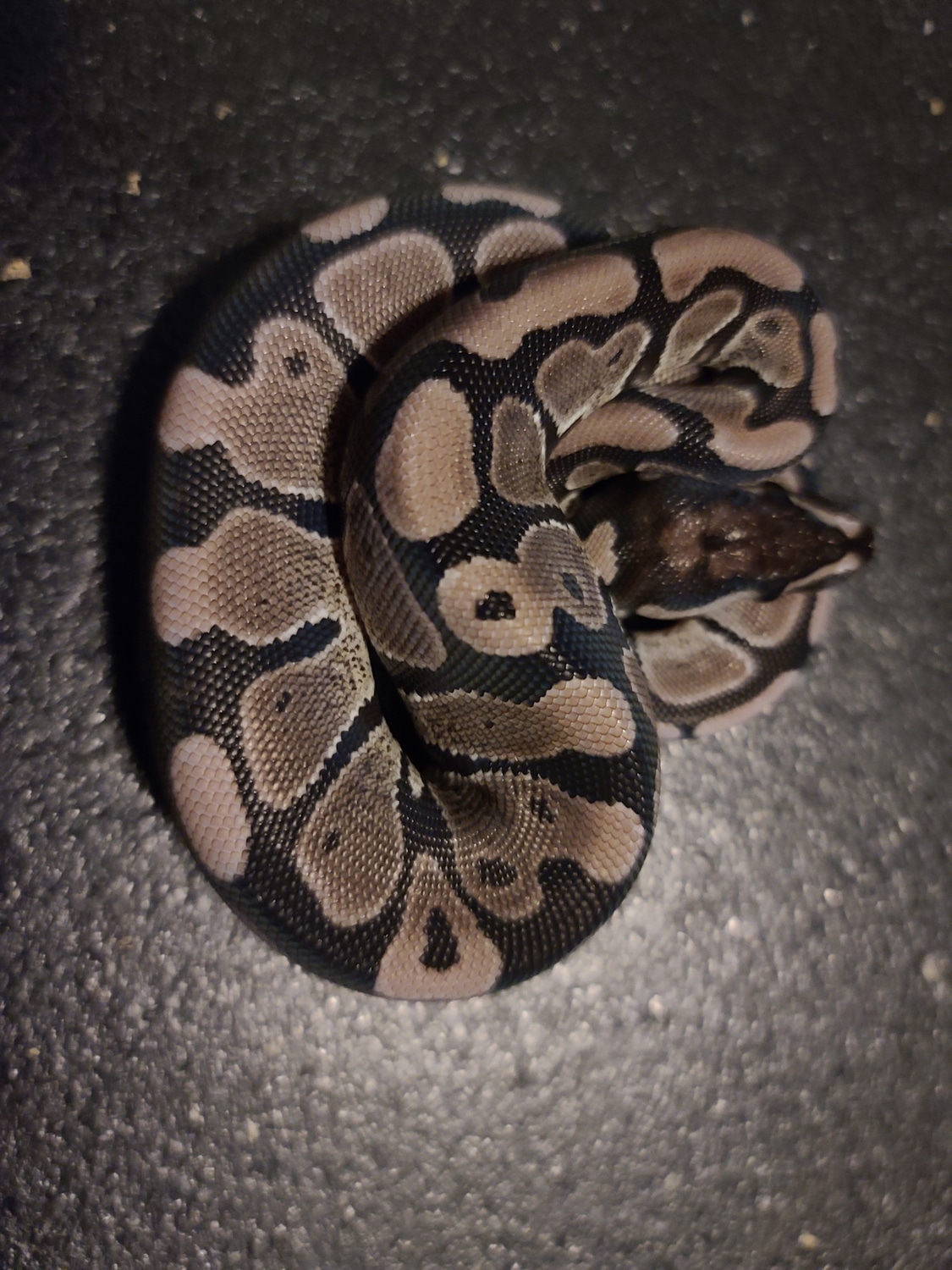 VPI Axanthic 66% Het Pied Ball Python by Boids By Brennan - Cornerstone ...