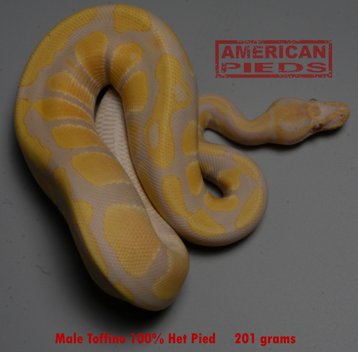 Toffino Het Pied Ball Python by Boids By Brennan - Cornerstone Chondros ...