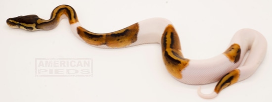 Pied 100% Het Candy Ball Python by Boids By Brennan - Cornerstone Chondros
