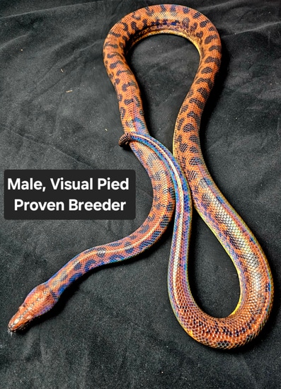 Pied BRB Project Pair Brazilian Rainbow Boa by Boids By Brennan ...