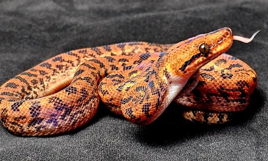 Pied BRB 2023 Male Brazilian Rainbow Boa by Boids By Brennan ...