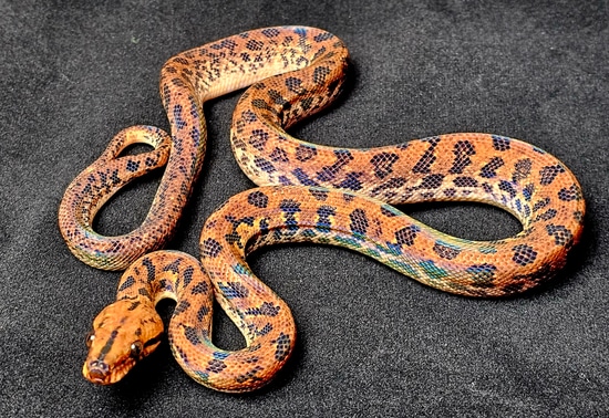Pied BRB 2023 Male Brazilian Rainbow Boa by Boids By Brennan ...