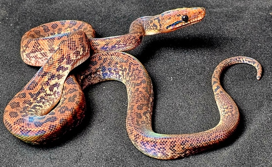 Pied BRB 2023 Female Brazilian Rainbow Boa by Boids By Brennan ...