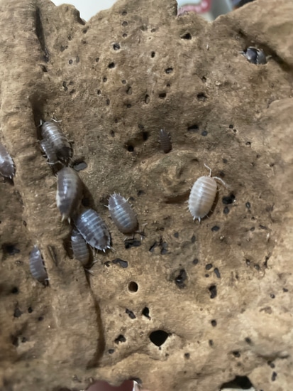 Milk Back Isopods Porcellio Laevis 12+ Count by KB Exotics