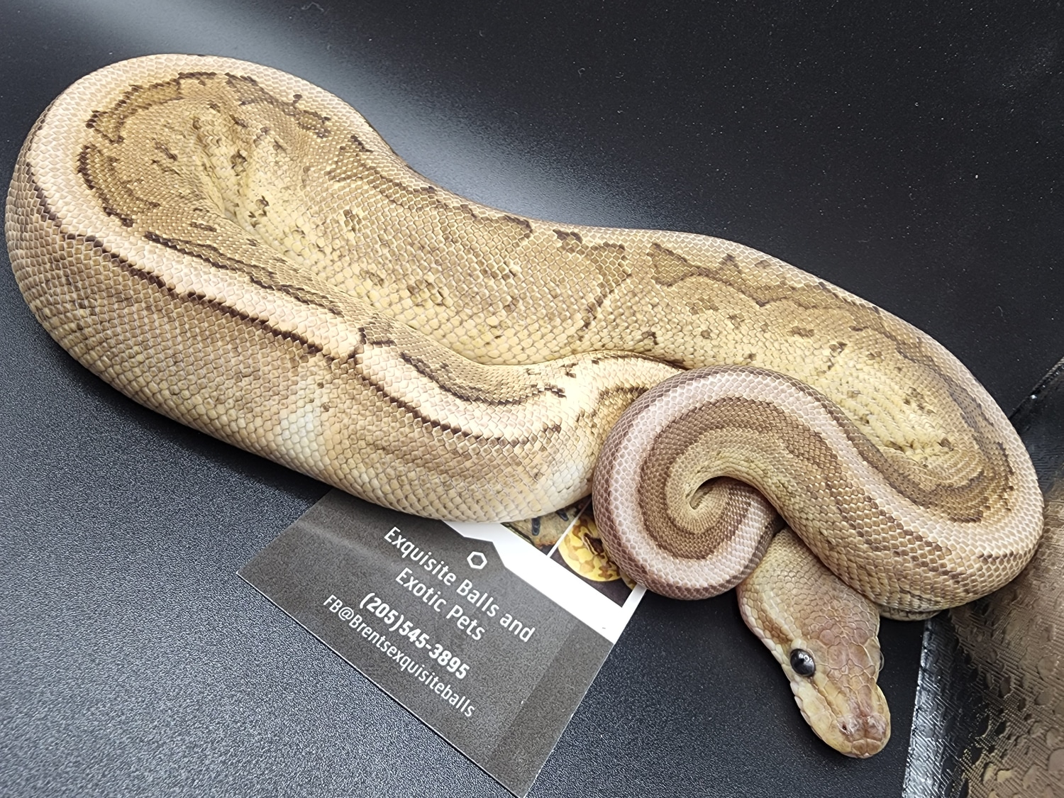 Cinnamon Fire Pinstripe Ball Python by Exquisite Balls and Exotic pets ...