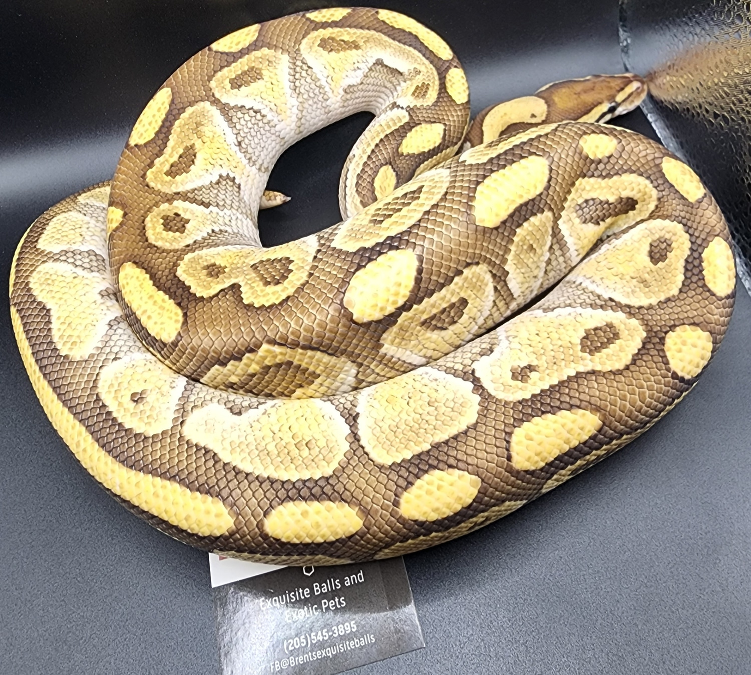Lesser Ball Python by Exquisite Balls and Exotics - MorphMarket