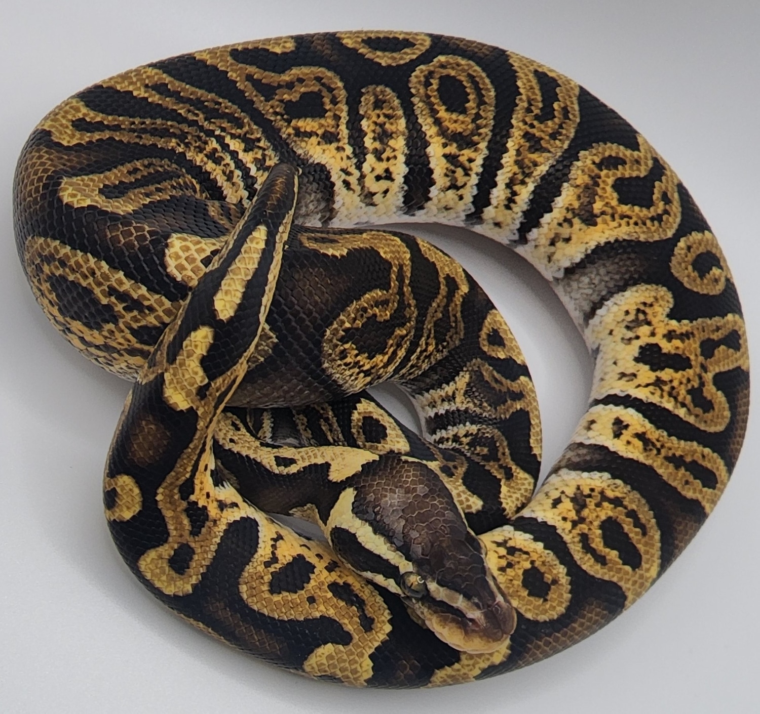 Pastel GHI Ball Python by Exquisite Balls and Exotic pets - MorphMarket