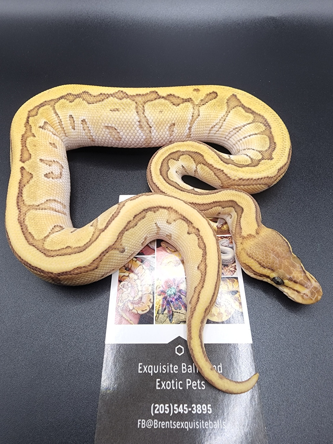 Orange Dream Pinstripe Mojave Vanilla Ball Python by Exquisite Balls ...