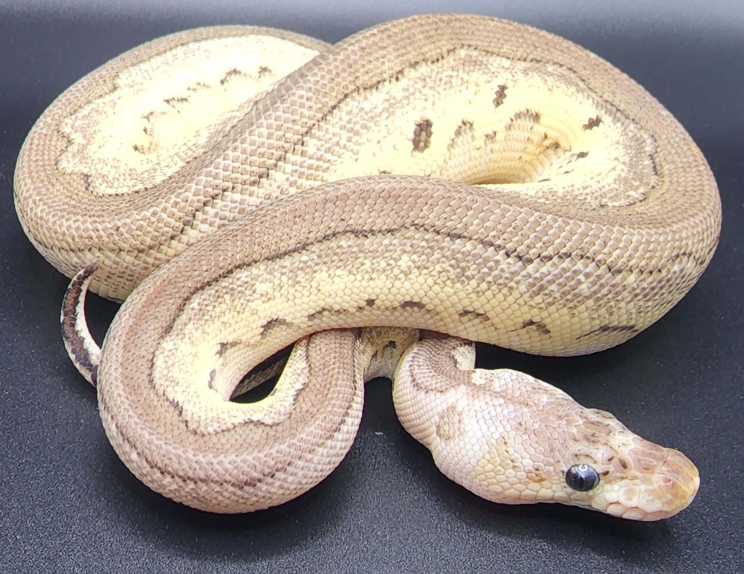 Pewter Clown Ball Python by Exquisite Balls and Exotic pets - MorphMarket