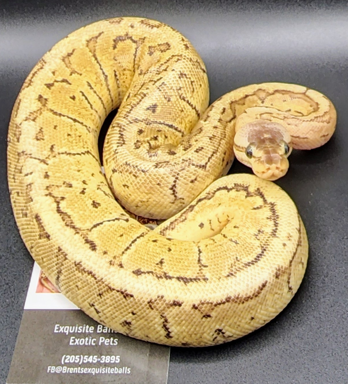 Pastel Fire Pinstripe (Dragonfly) Ball Python by Exquisite Balls and ...