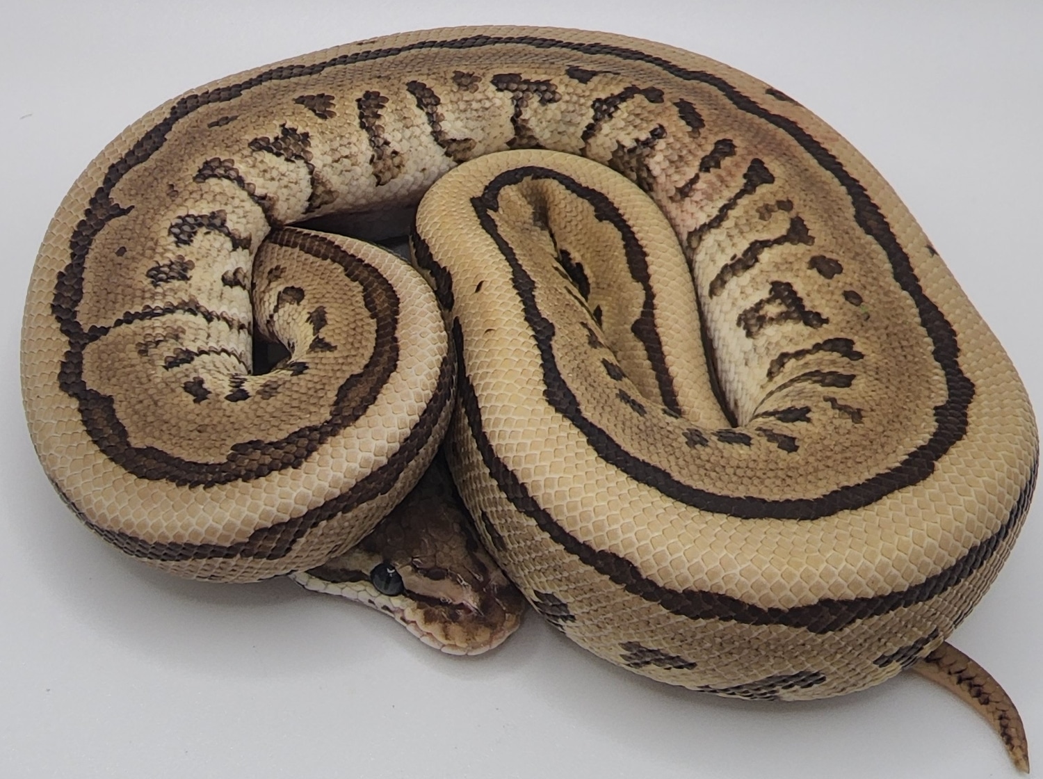 Mojave Leopard Pinstripe Ball Python by Exquisite Balls and Exotic pets - MorphMarket