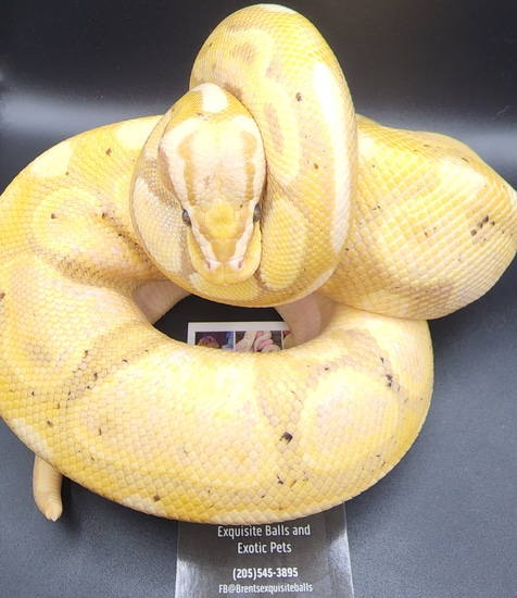 Citrus Pastel Banana Ball Python by Exquisite Balls and Exotic pets
