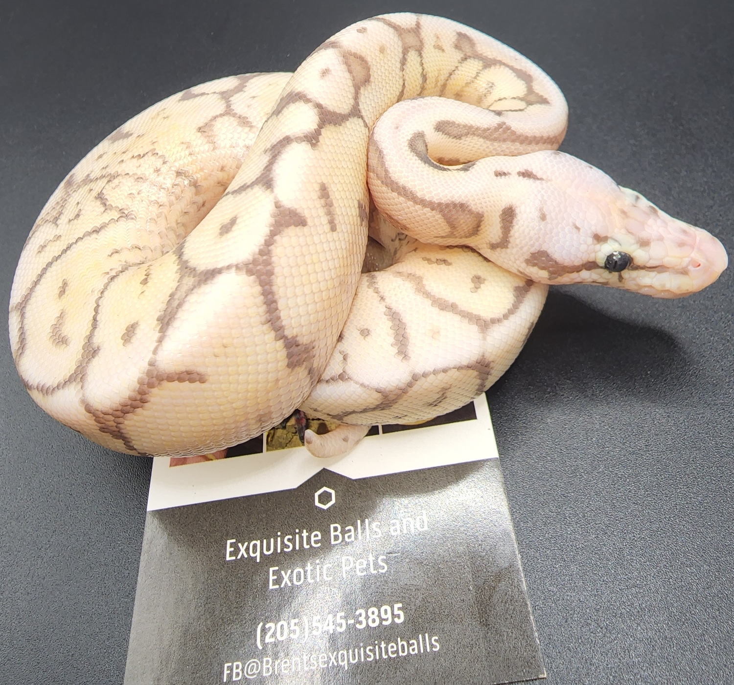 Bumblebee Vanilla Yellow Belly Ball Python by Exquisite Balls and ...