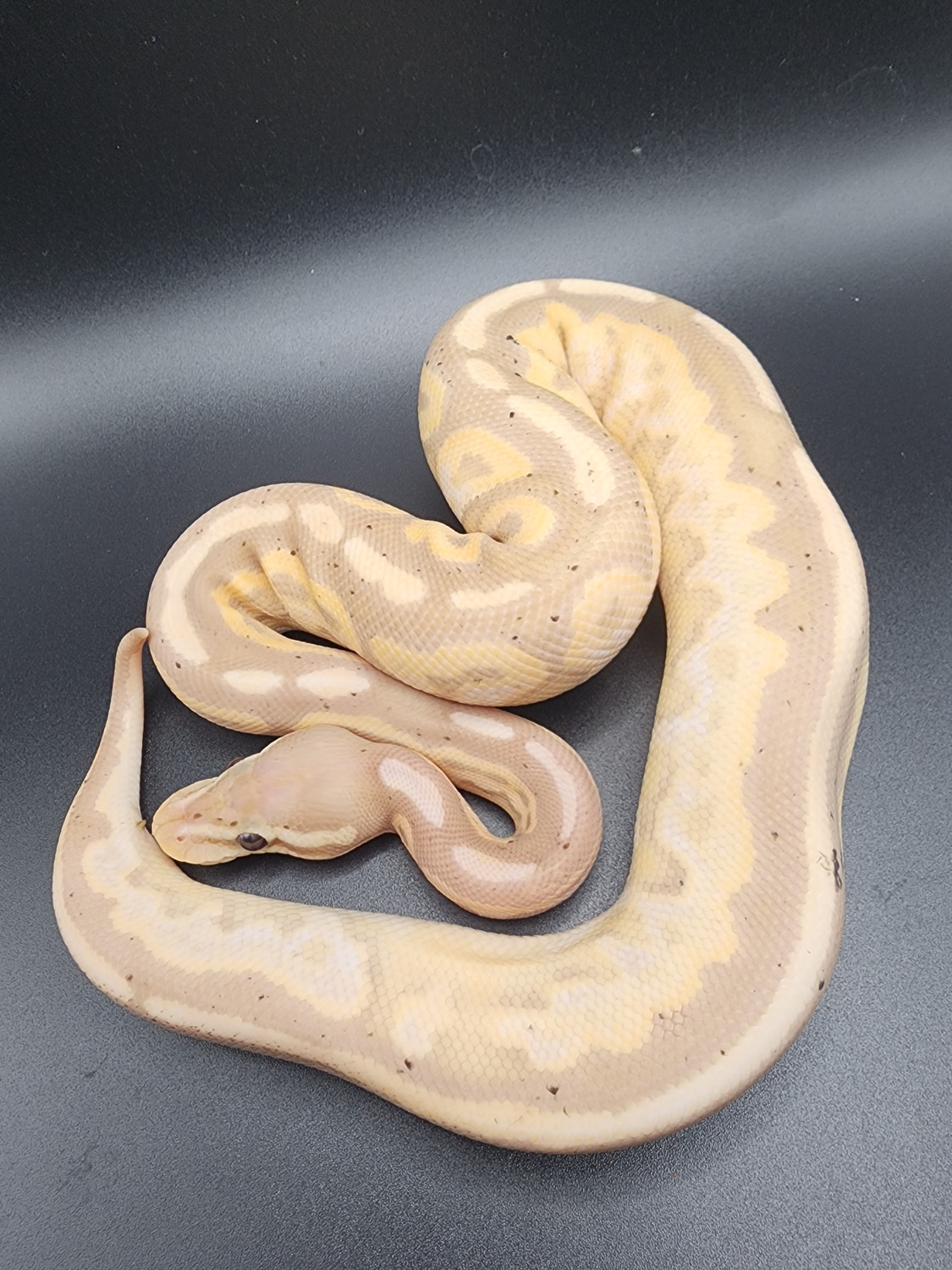 Pastel Banana Cinnamon Ball Python by Exquisite Balls and Exotic pets ...
