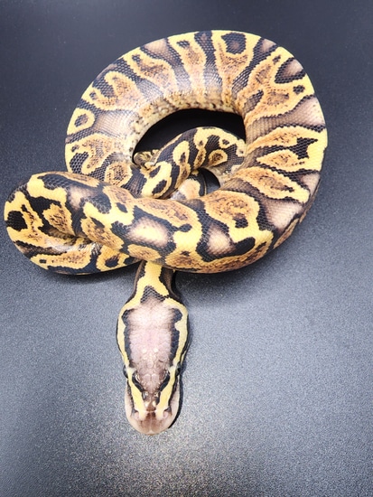 GHI Vanilla Yellow Belly Ball Python by Exquisite Balls and Exotic pets