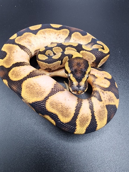Calico Enchi Yellow Belly Mail Ball Python by Exquisite Balls and ...