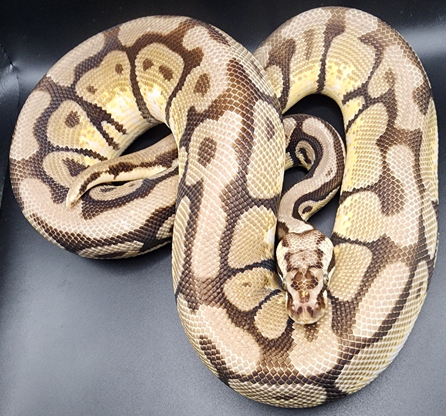 Orange Dream Pastel Spotnose Ball Python by Exquisite Balls and Exotic ...