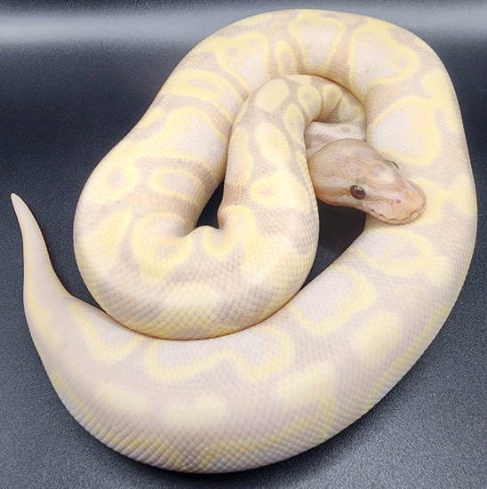 Super Banana Ball Python by Exquisite Balls and Exotic pets