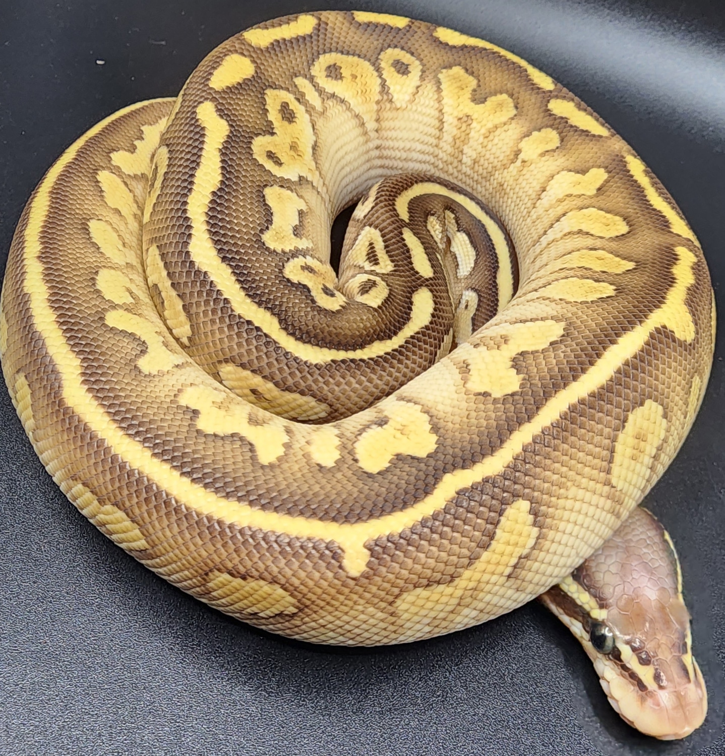 Od Pastel Lesser Ball Python by Exquisite Balls and Exotic pets ...