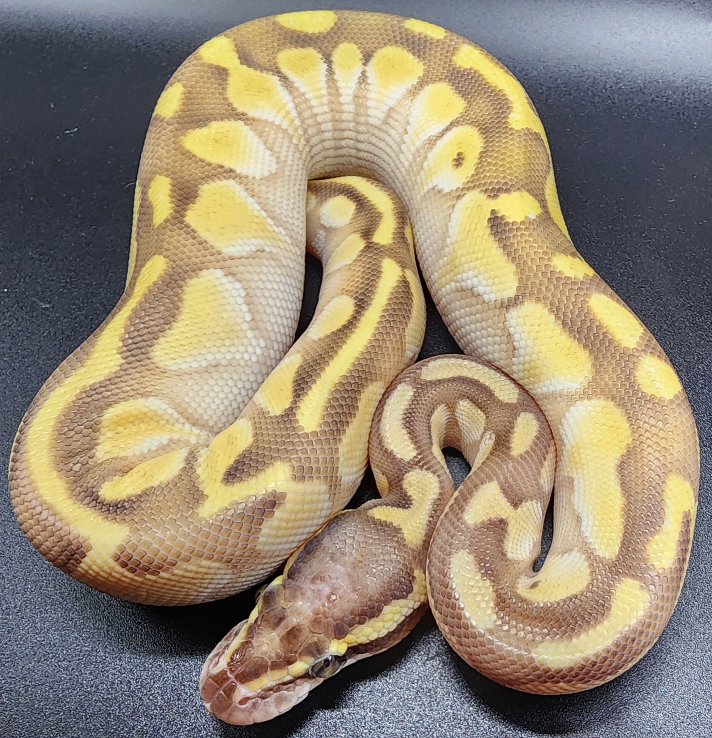 Pastel Lesser Enchi Hypo Ball Python by Exquisite Balls and Exotic pets ...