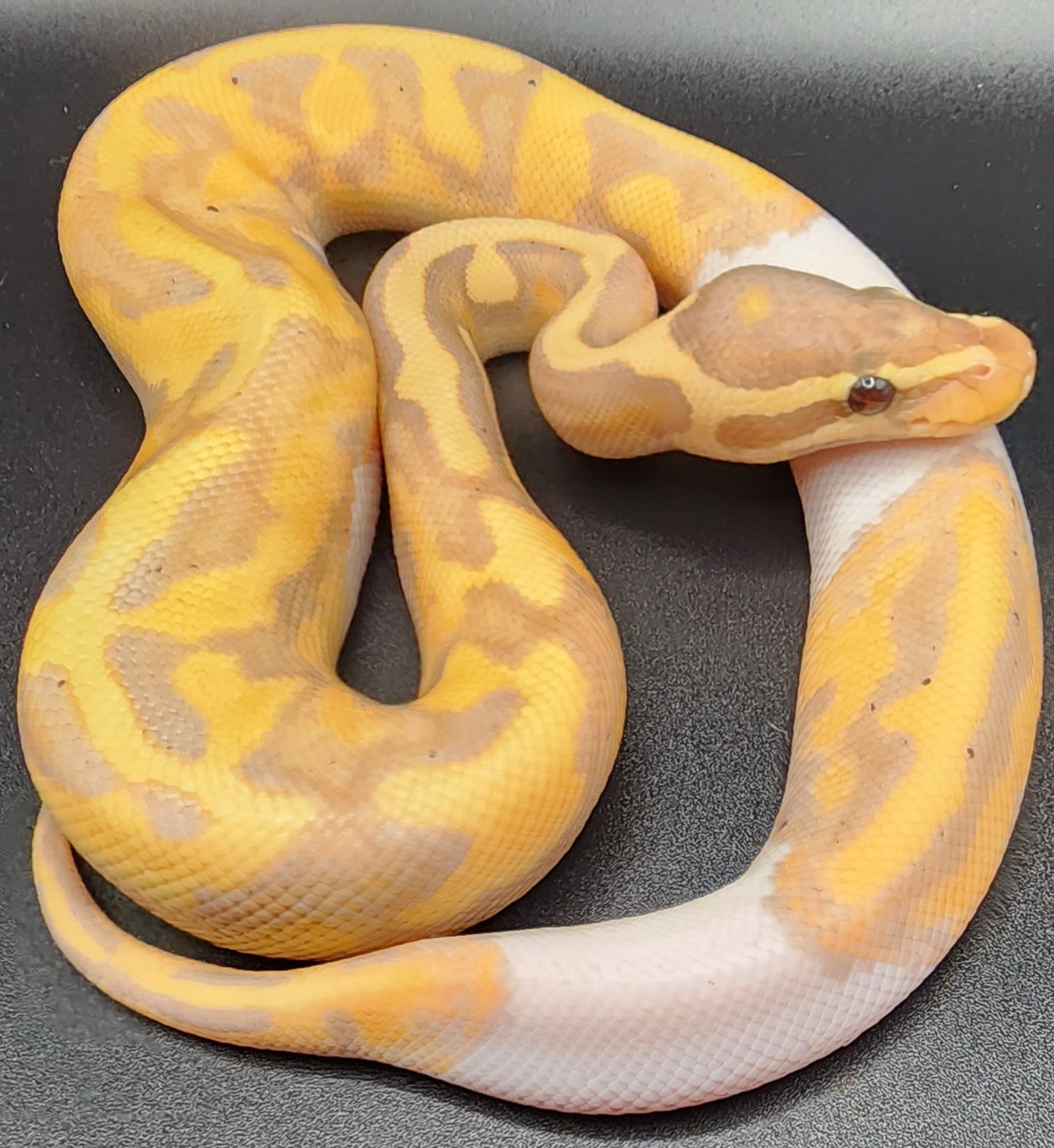 Banana Pied Ball Python by Exquisite Balls and Exotics - MorphMarket