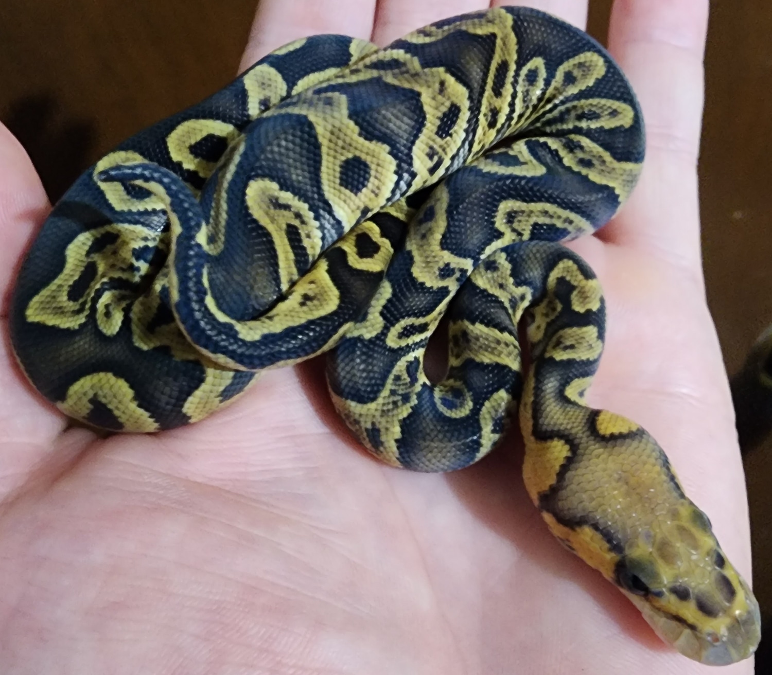 Ghi Clown Ball Python by Exquisite Balls and Exotic pets - MorphMarket
