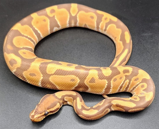 Orange Dream Ultramel Ball Python by Exquisite Balls and Exotic pets