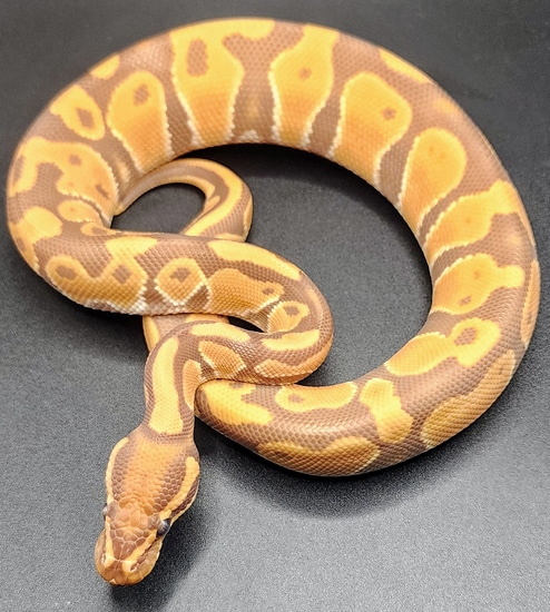 Orange Dream Ultramel Ball Python by Exquisite Balls and Exotic pets