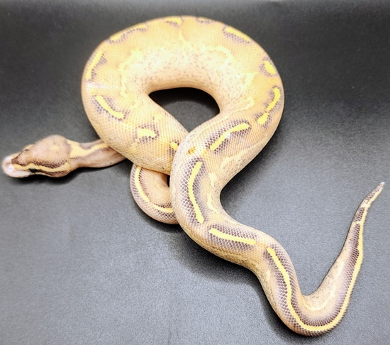 Highway Ball Python by Exquisite Balls and Exotic pets