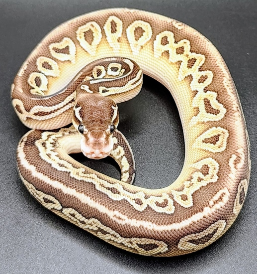 OD Pewter Spotnose %50 Het Clown Ball Python by Exquisite Balls and ...