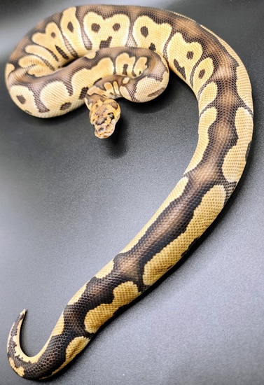 Fire Clown Ball Python by Exquisite Balls and Exotic pets