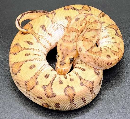 Fire HGW Clown Ball Python by Exquisite Balls and Exotic pets