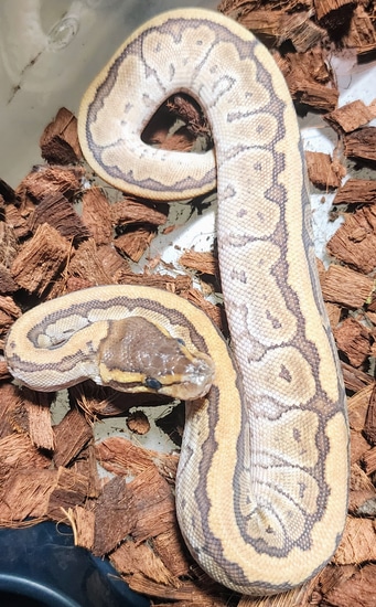 KINGPIN Ball Python by Exquisite Balls and Exotic pets