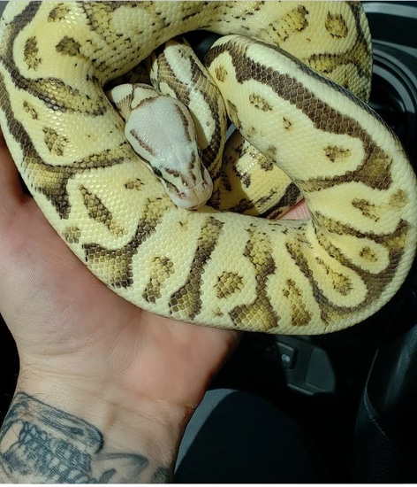 Proven Breeder Super Vanilla Pastel Yellow Belly Ball Python by ...