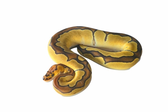 Enchi Trojan Clown Ball Python by Day 6 Creations