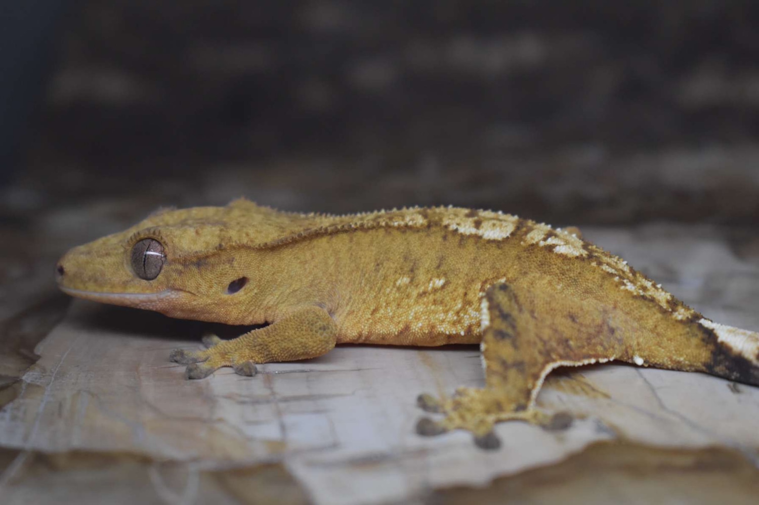 Orange Porthole Crested Gecko by Brent’s Geckos - MorphMarket