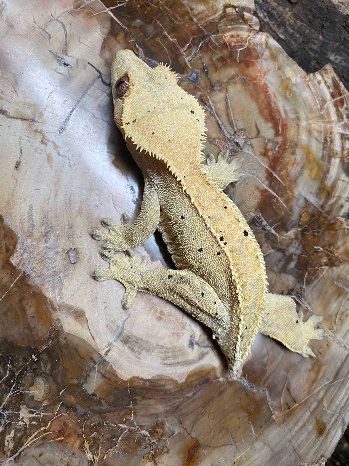 RTB Proven Orange Dalmation Crested Gecko by Brent’s Geckos - MorphMarket