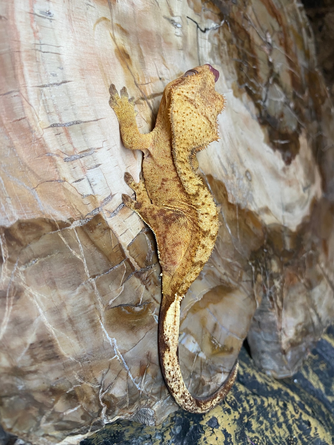 Red Brindle Crested Gecko by Brent’s Geckos - MorphMarket